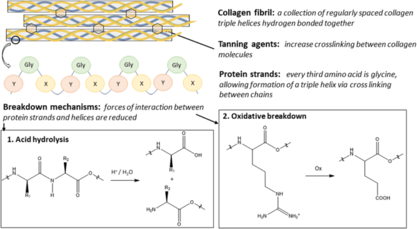 The Anatomy of Leather | Fibrenew International