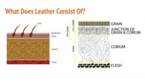 The Anatomy of Leather | Fibrenew International